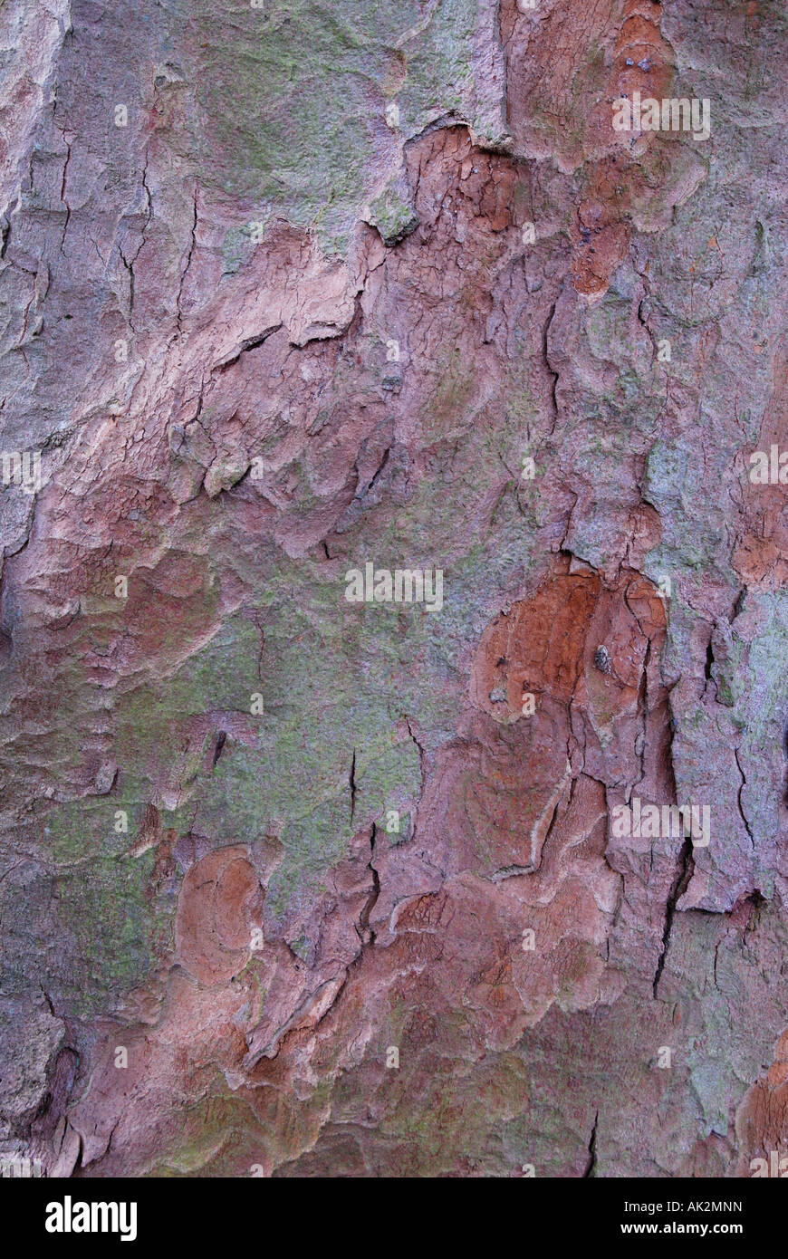 Tree bark colour and texture Stock Photo - Alamy