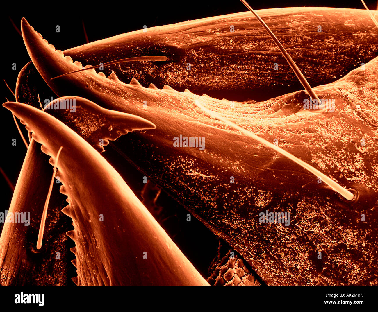Insect scanning electron microscope hi-res stock photography and images ...