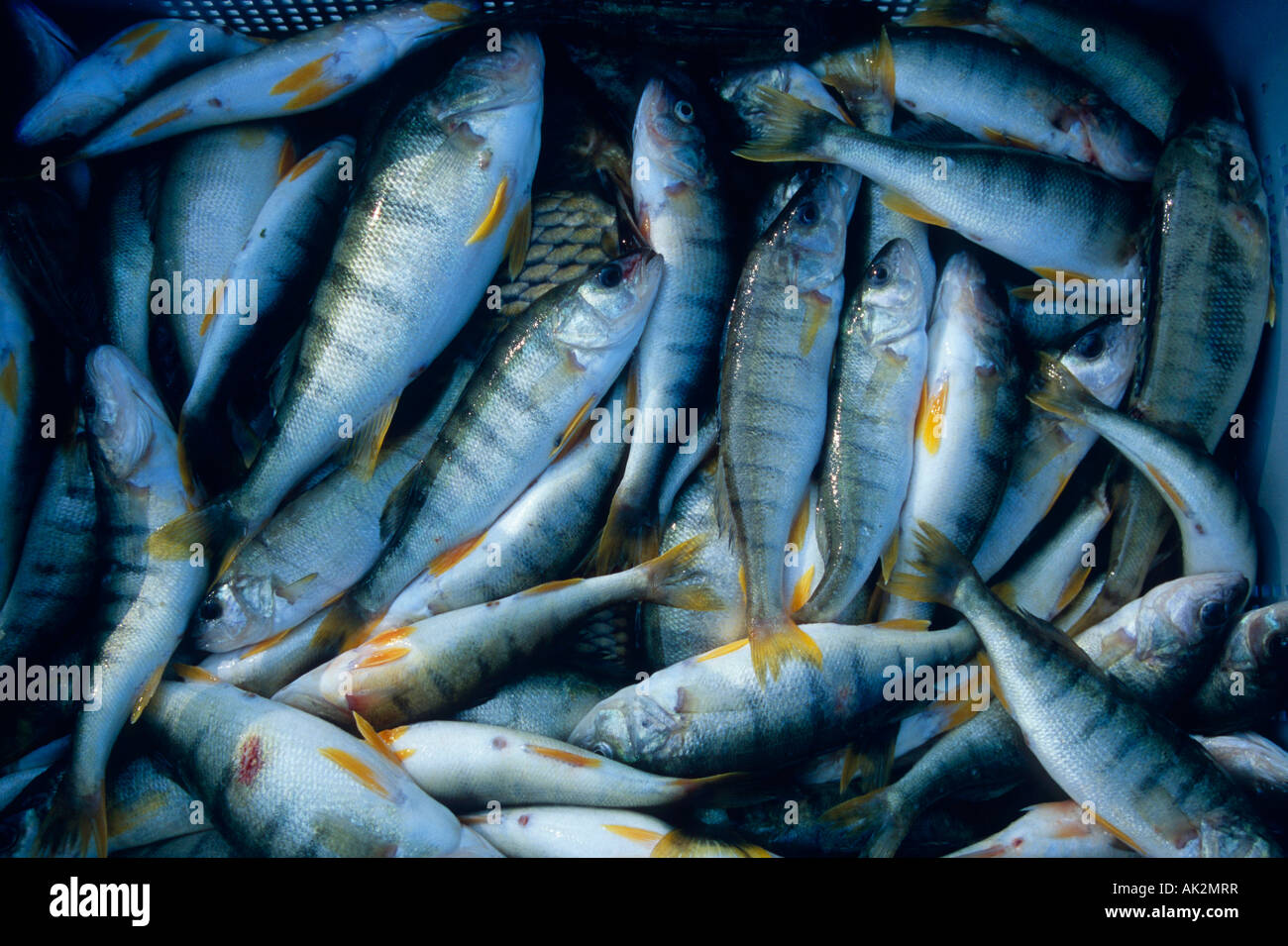 Catch of fish Stock Photo - Alamy