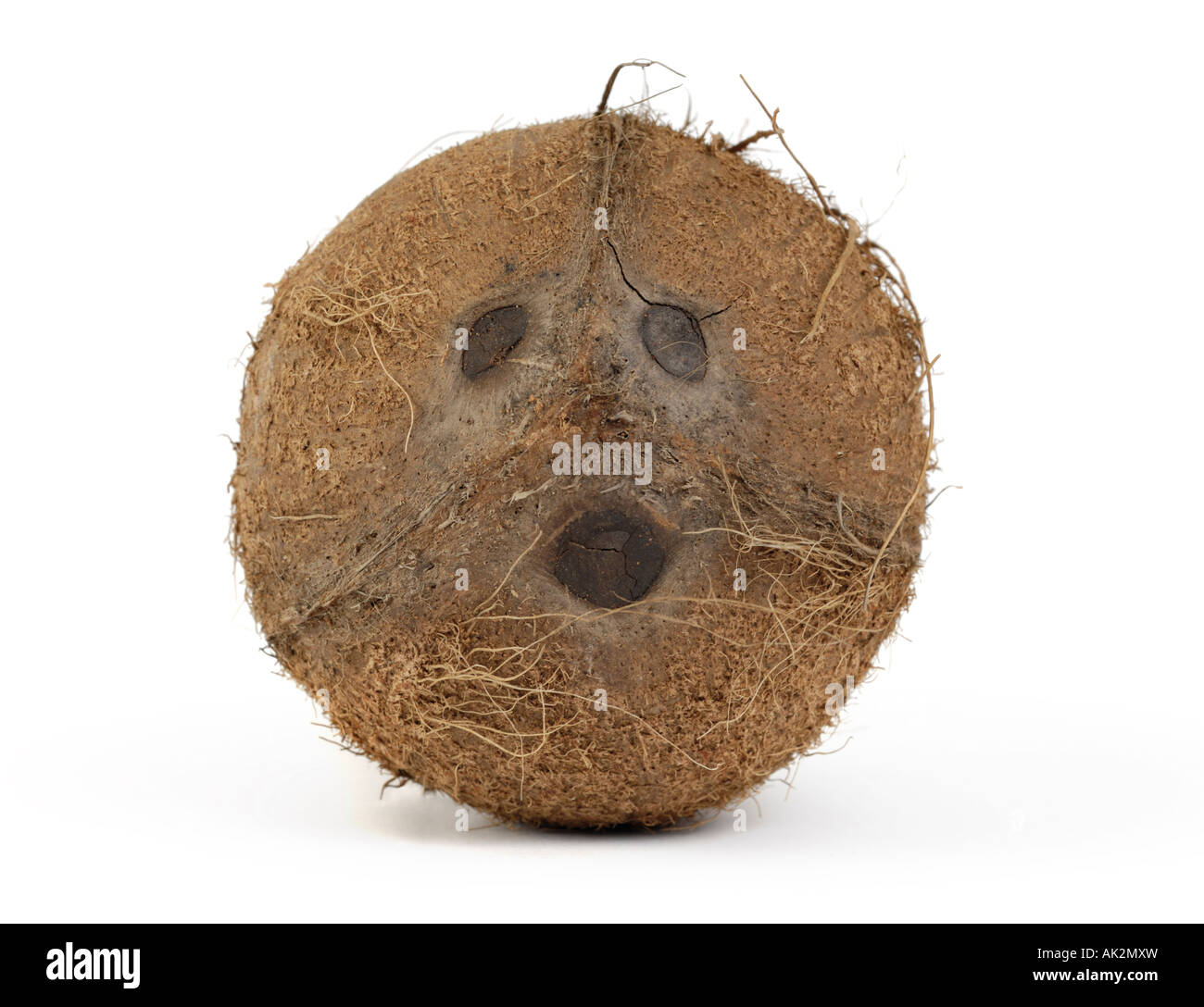 Germination pore Cut Out Stock Images & Pictures - Alamy