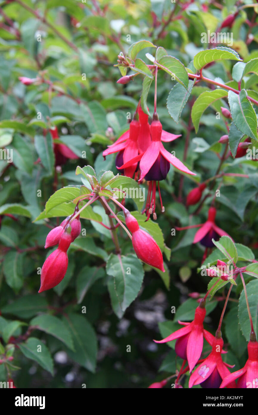 Fuchsia Magellanica family Onagraceae native to Argentina and Chile ...