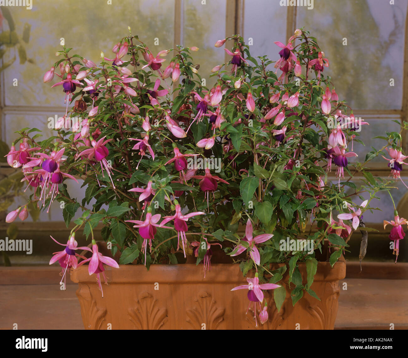Fuchsia hybrids hi-res stock photography and images - Alamy