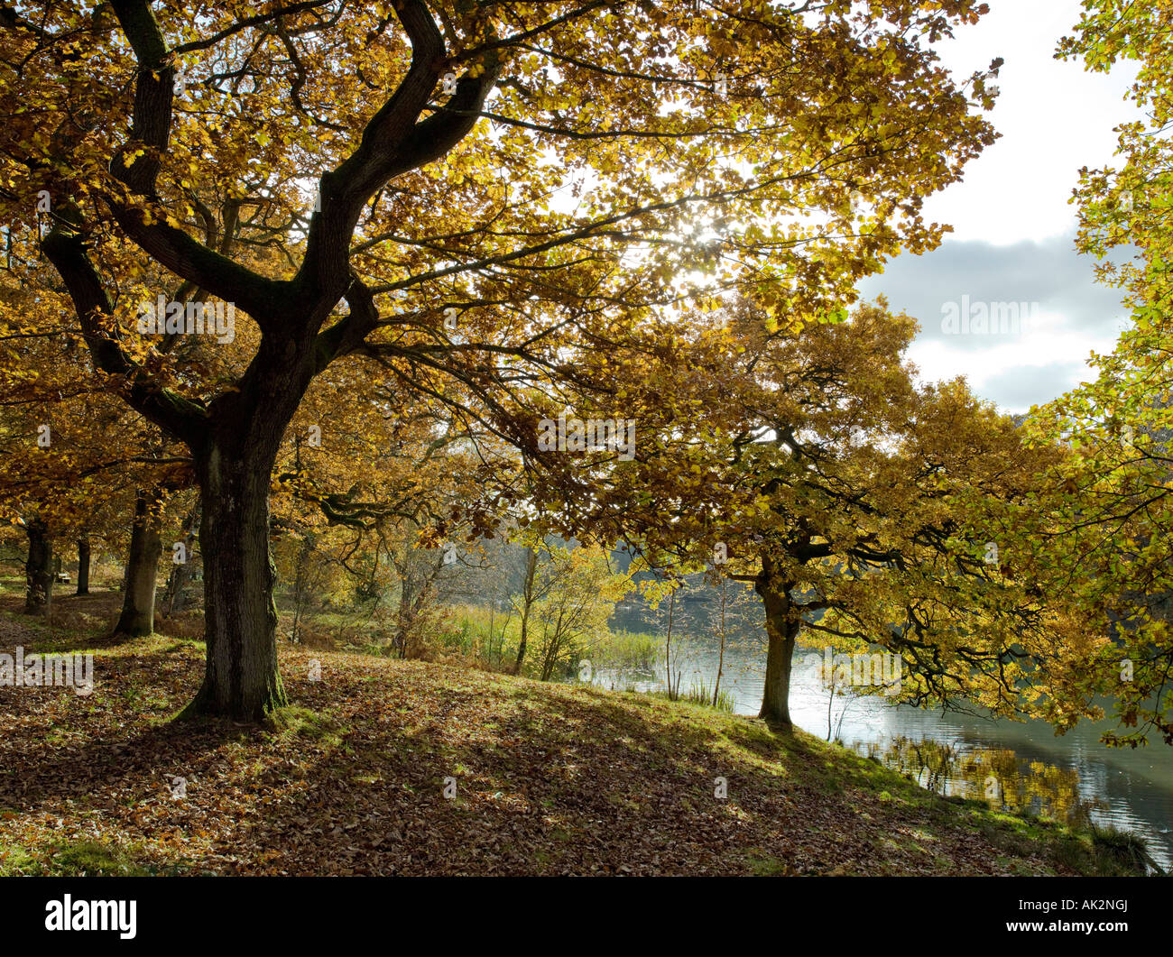 AUTUMN COLOURS ROYAL FOREST OF DEAN GLOUCESTERSHIRE Stock Photo - Alamy