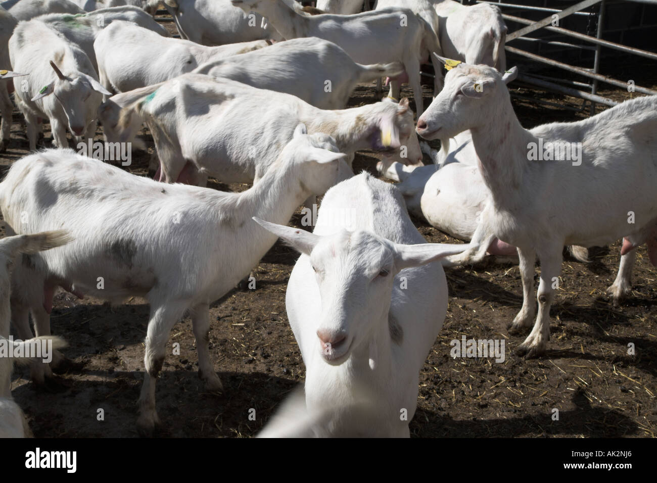 White goats waiting outside milking parlour Priddy Mendips Somerset ...