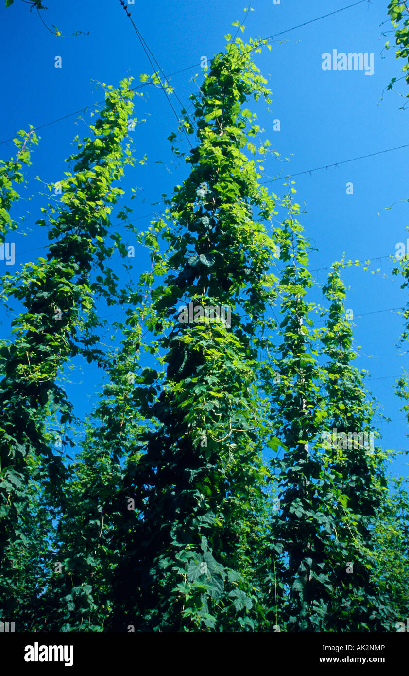 Hop plantation / Tettnang Stock Photo - Alamy