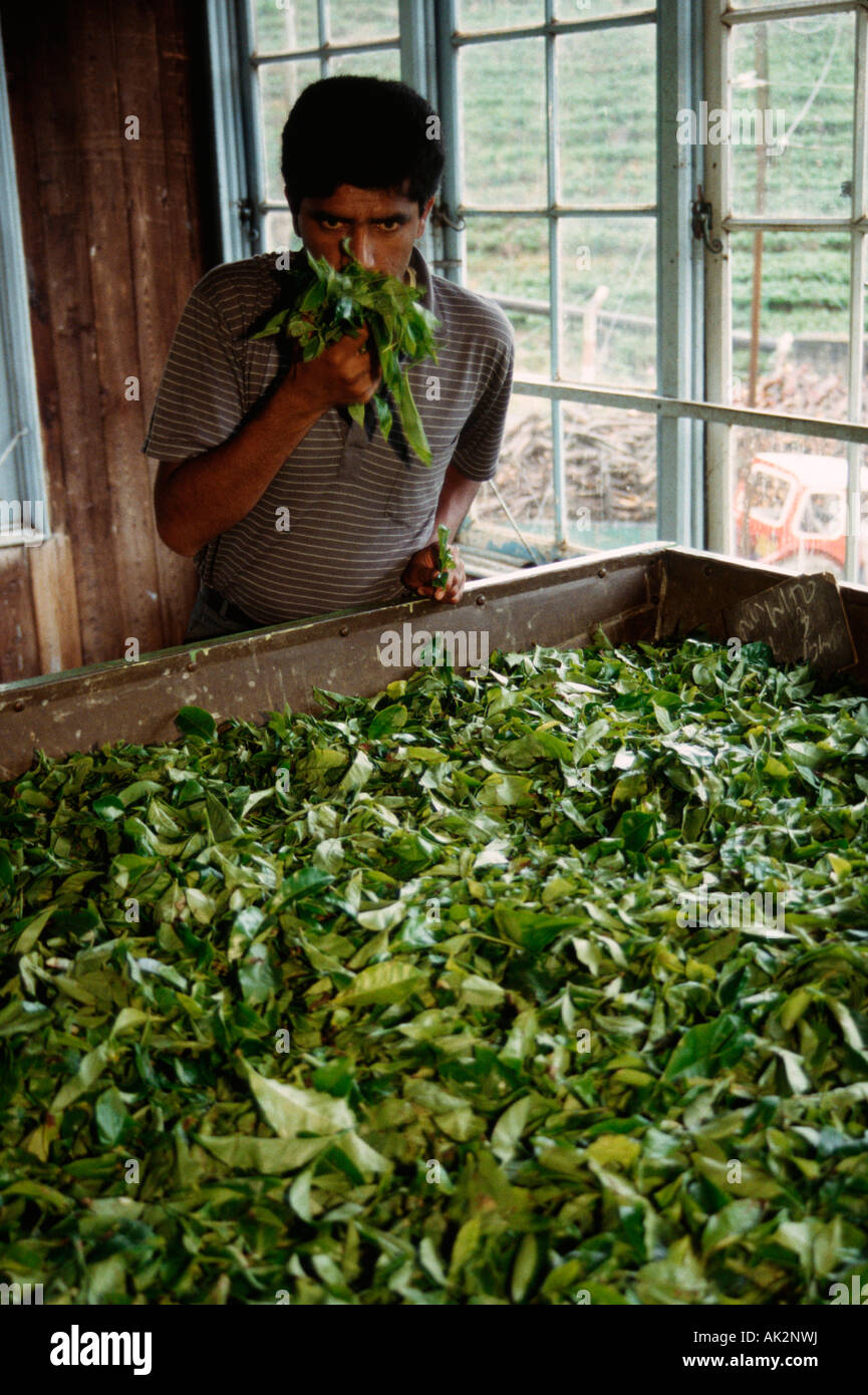 Tea factory, Nuwara Eliya Stock Photo - Alamy