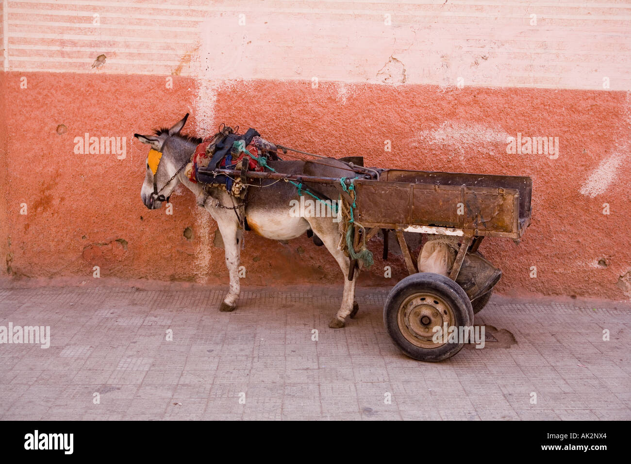 Donkey. Marrakesh, Morocco. North Africa Stock Photo - Alamy
