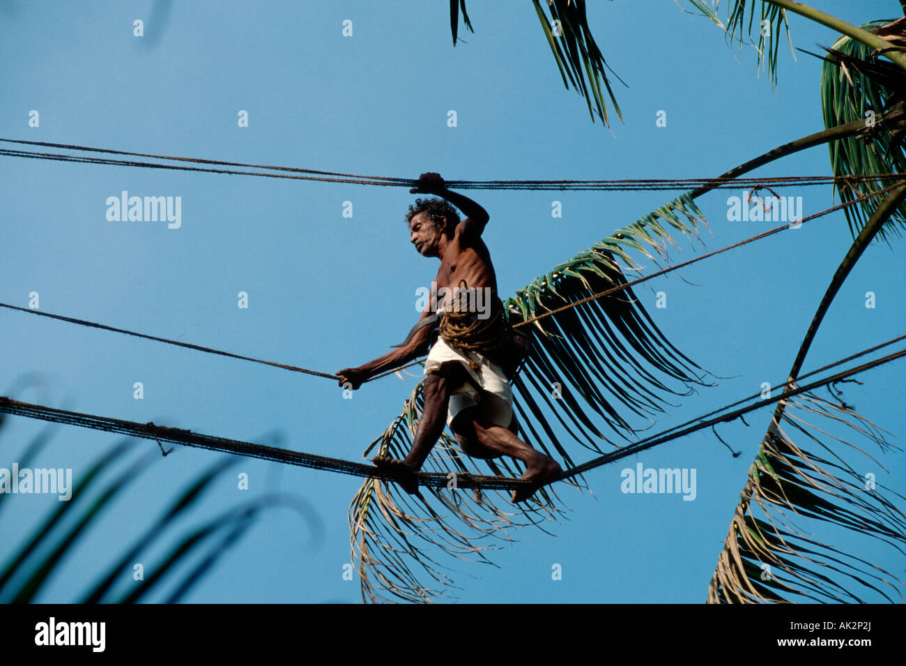 Toddy tapper, Negombo Stock Photo - Alamy