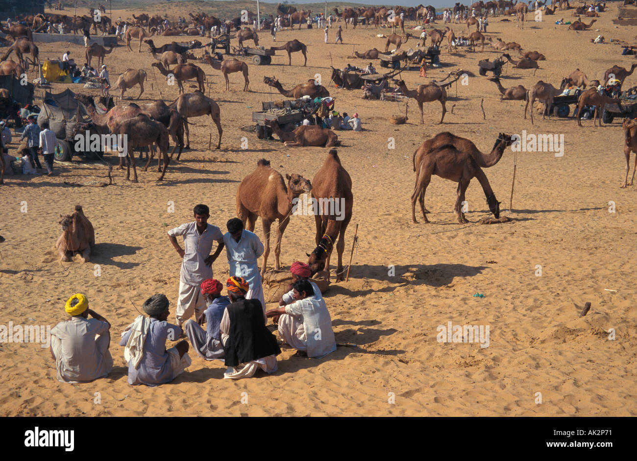 The famous Camel Fair at Pushkar India Stock Photo - Alamy