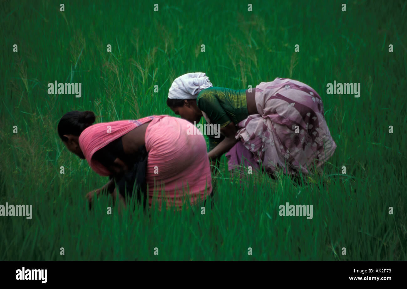 Rice Picking South of Cuddalore India Stock Photo - Alamy