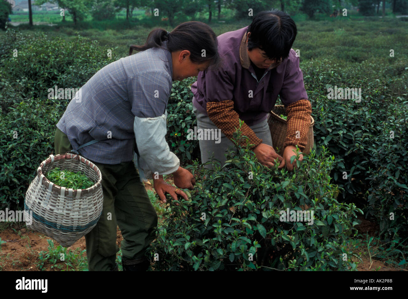 Tea picking Hangzhou China Stock Photo - Alamy