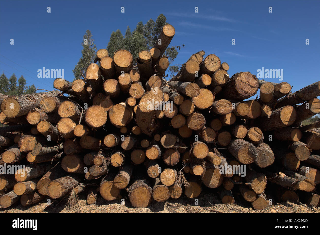 pile of cut wood Stock Photo - Alamy