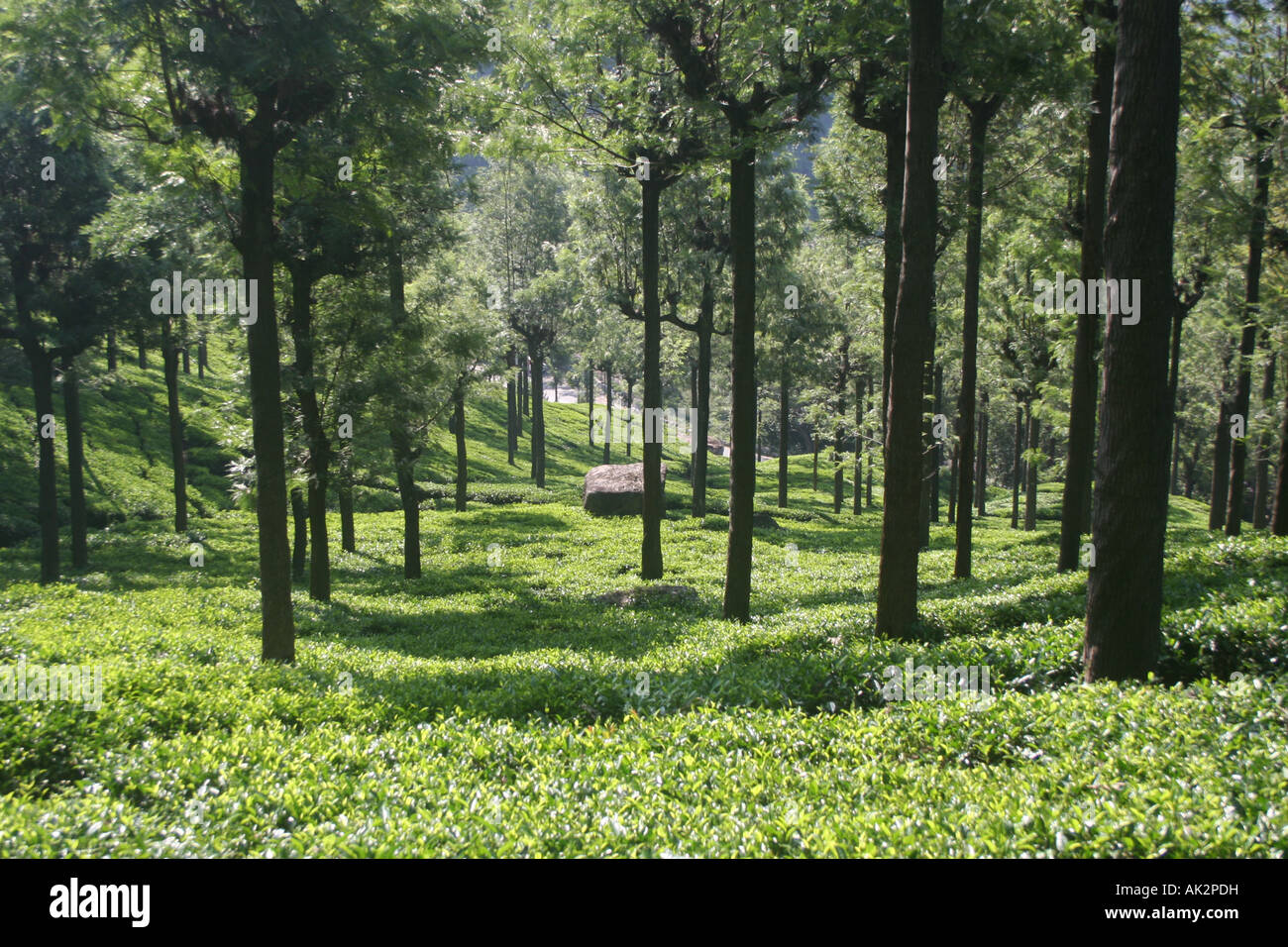 Tea plantations with the trees Stock Photo - Alamy