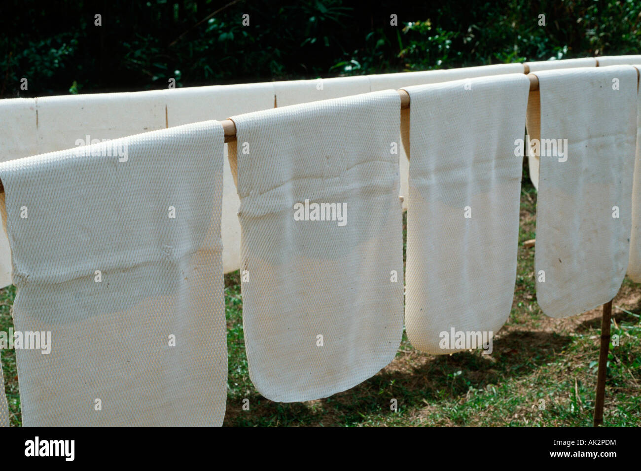 Latex from rubber tree Stock Photo - Alamy