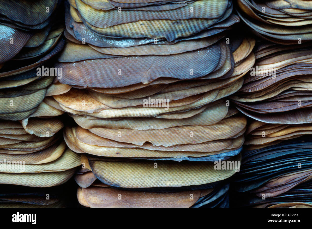 Latex from rubber tree Stock Photo - Alamy