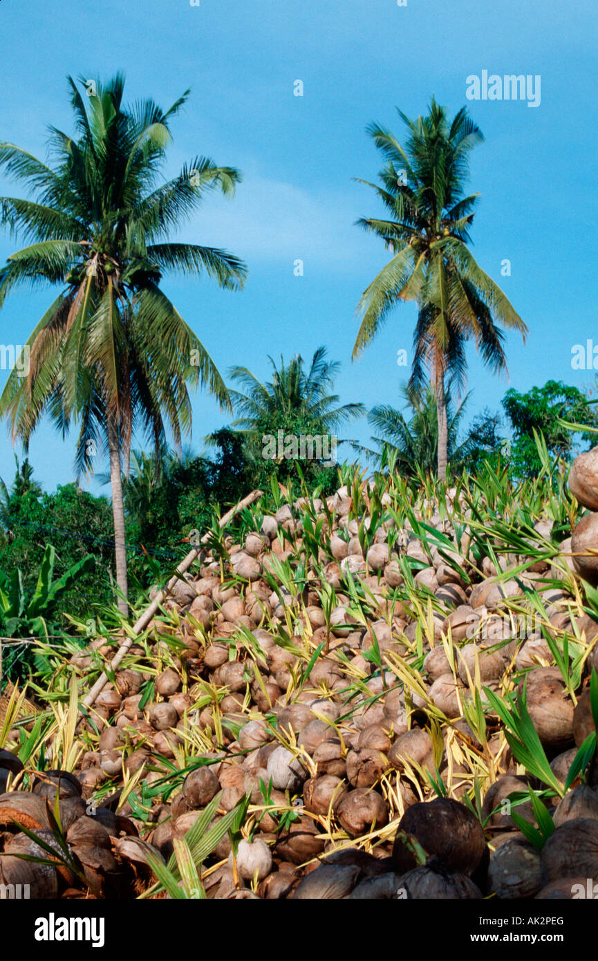 Coconut palm seedlings hi-res stock photography and images - Alamy