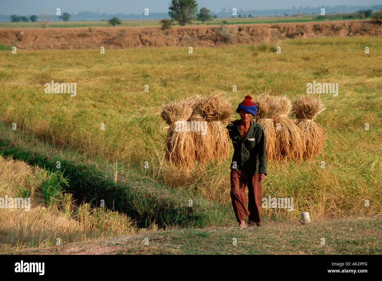 Harvest of rice hi-res stock photography and images - Alamy