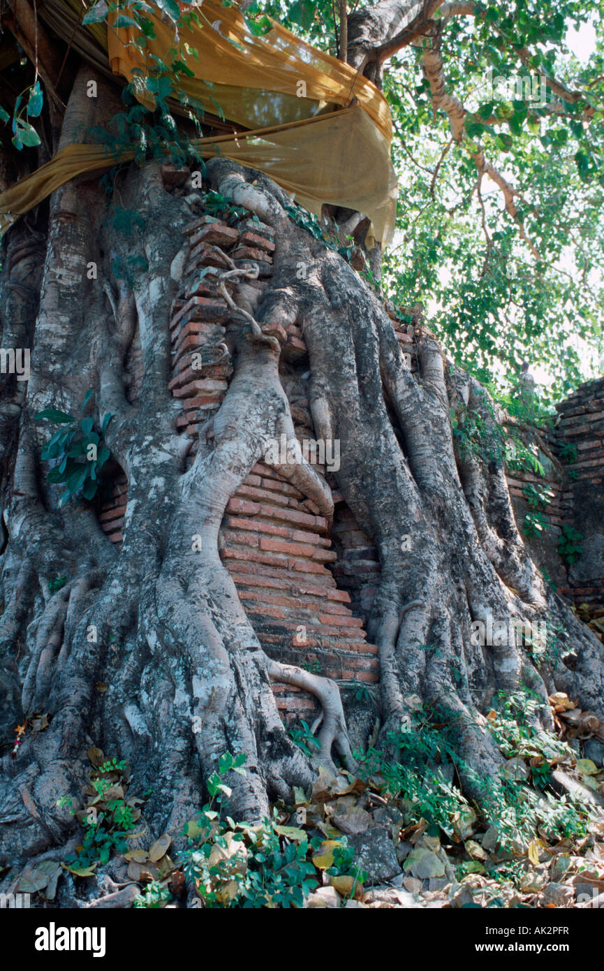 Bo Tree Stock Photos & Bo Tree Stock Images - Alamy