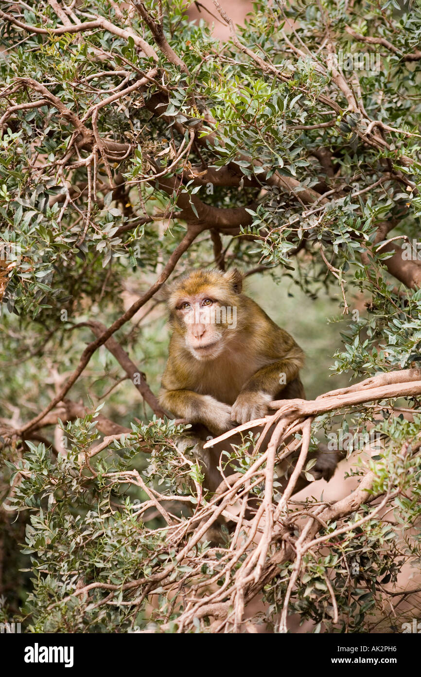 Wild monkey. Morocco Africa Stock Photo - Alamy
