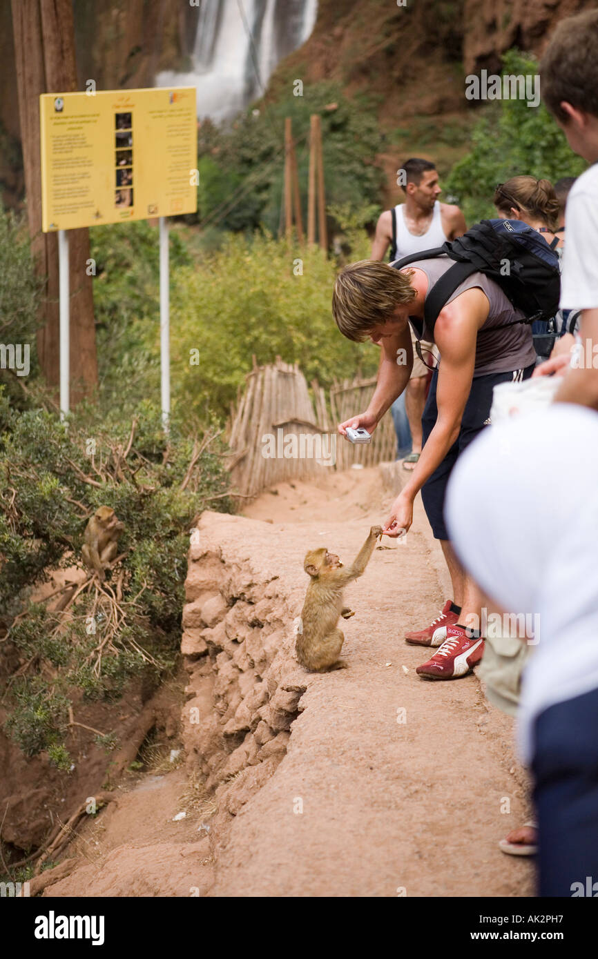 Monkey. Cascades D'Ouzoud waterfalls. Morocco, North Africa Stock Photo ...