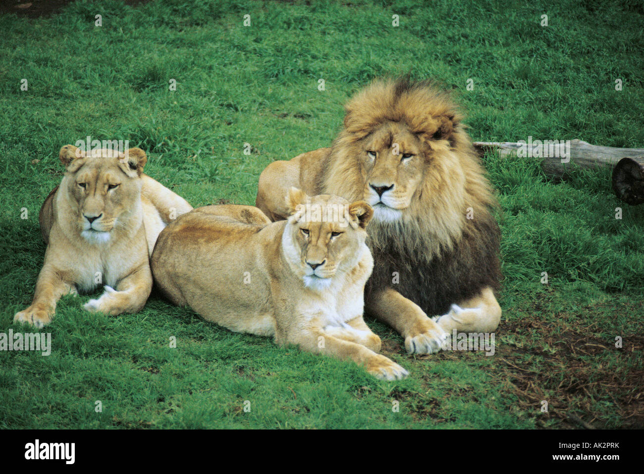 Wildlife. Three Lions. Felis Leo Stock Photo - Alamy