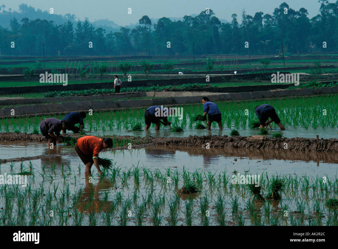 Rice Paddies China Asia Stock Photo - Alamy