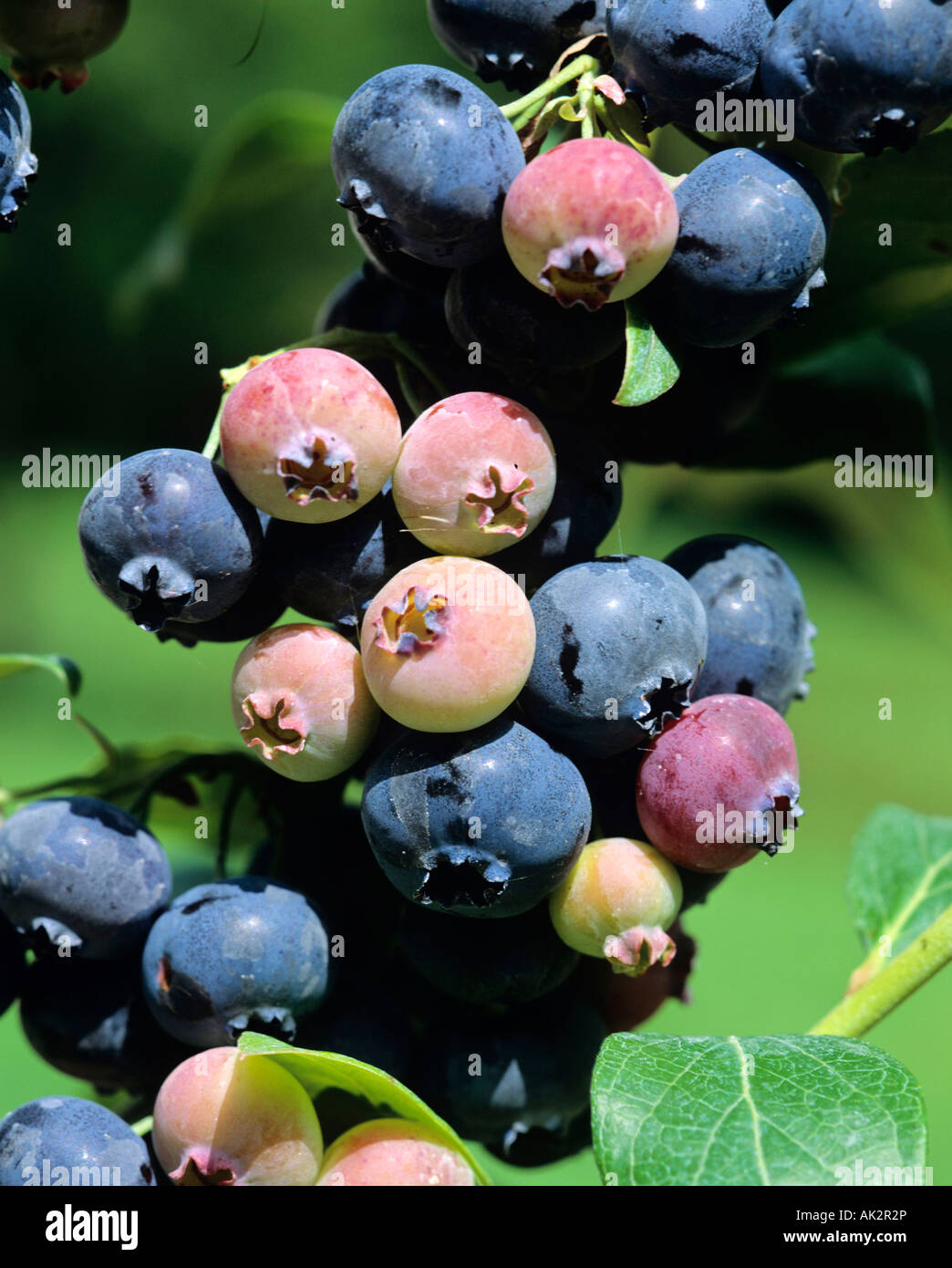 Bilberry / Blueberry Stock Photo - Alamy