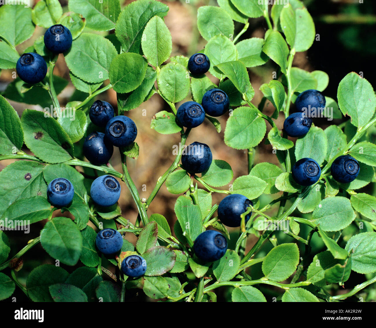 Bilberry / Blueberry Stock Photo - Alamy