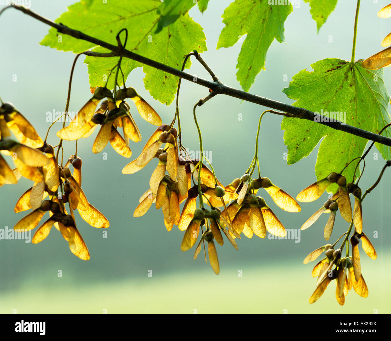 Sycamore fruits hi-res stock photography and images - Alamy