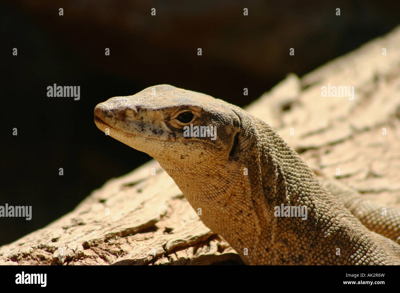 Australia : spencer's monitor - portrait Stock Photo - Alamy