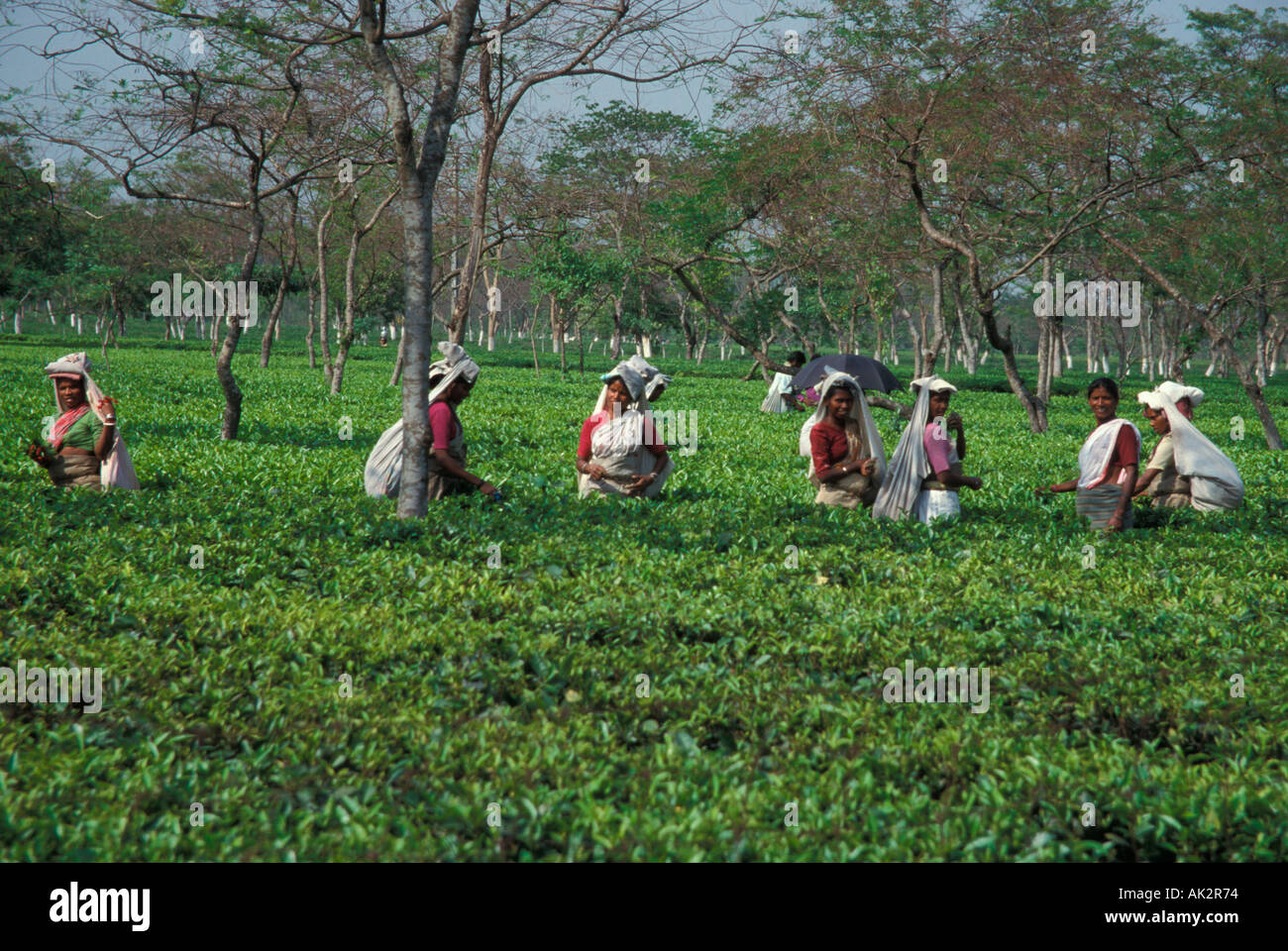 Women with baskets picking tea hi-res stock photography and images - Alamy