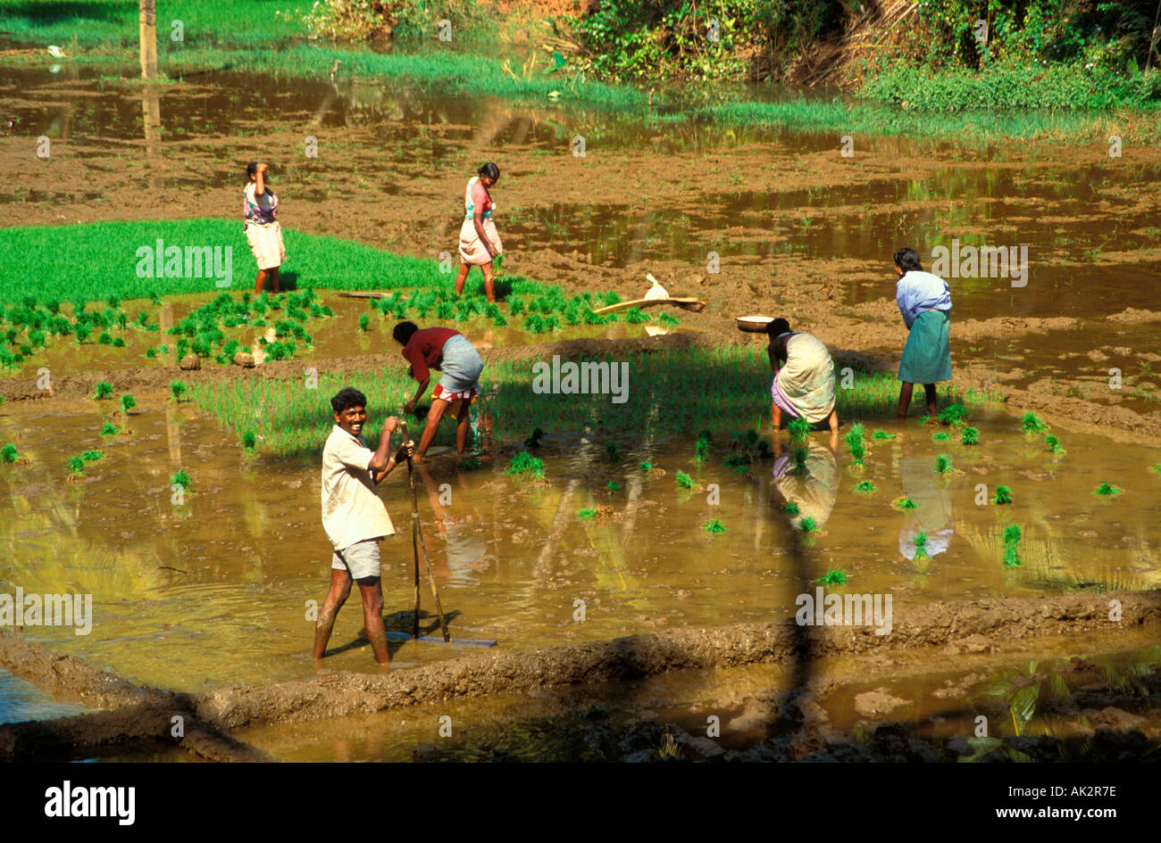 Rice Fields Hollant Village Goa India Stock Photo - Alamy