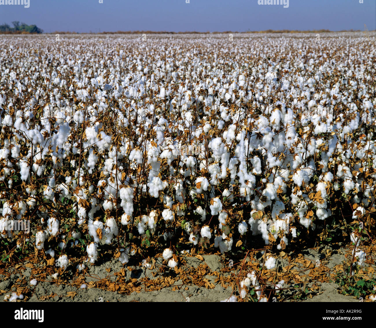 Cotton field Stock Photo - Alamy