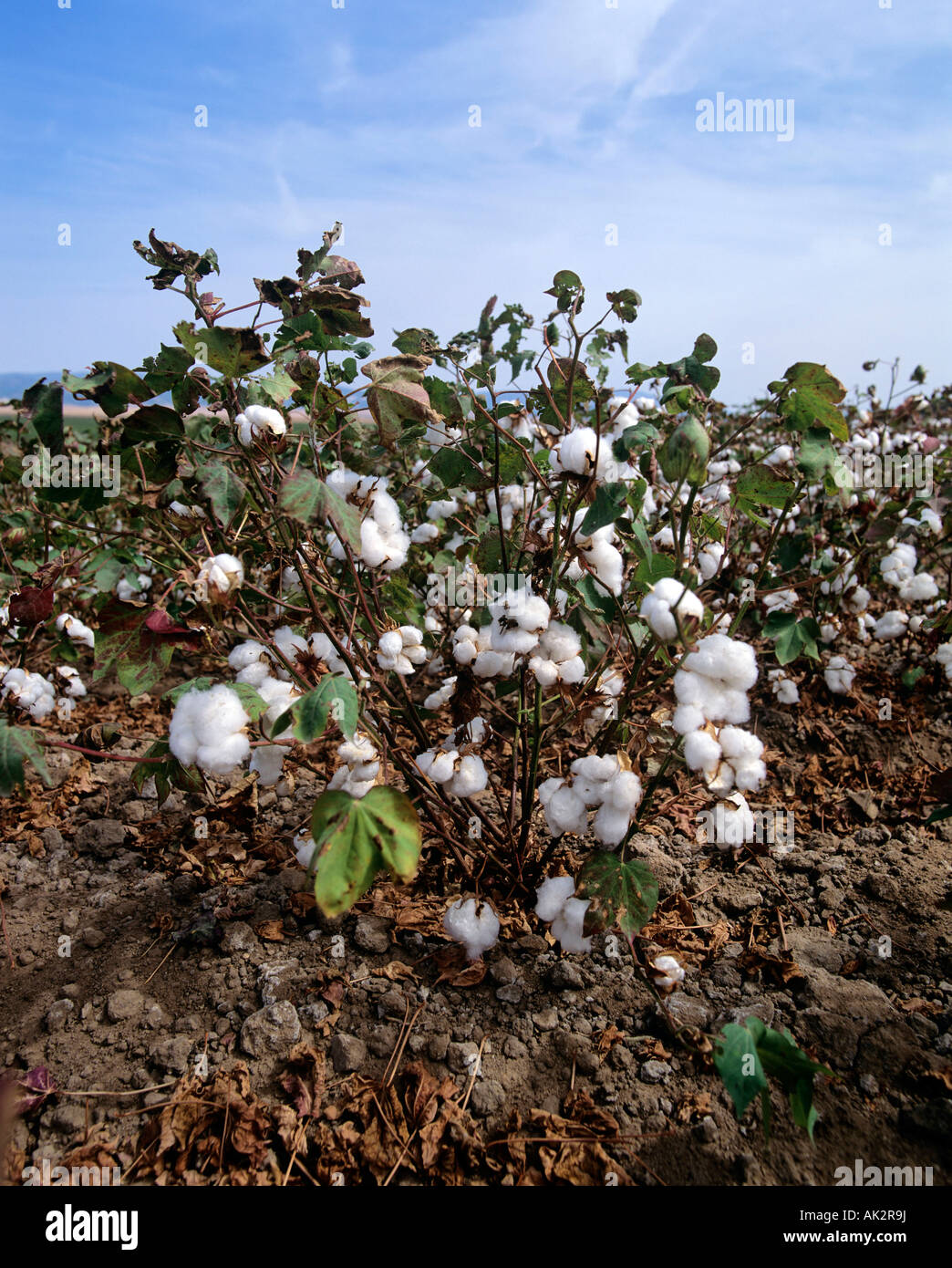 Cotton field hi-res stock photography and images - Alamy