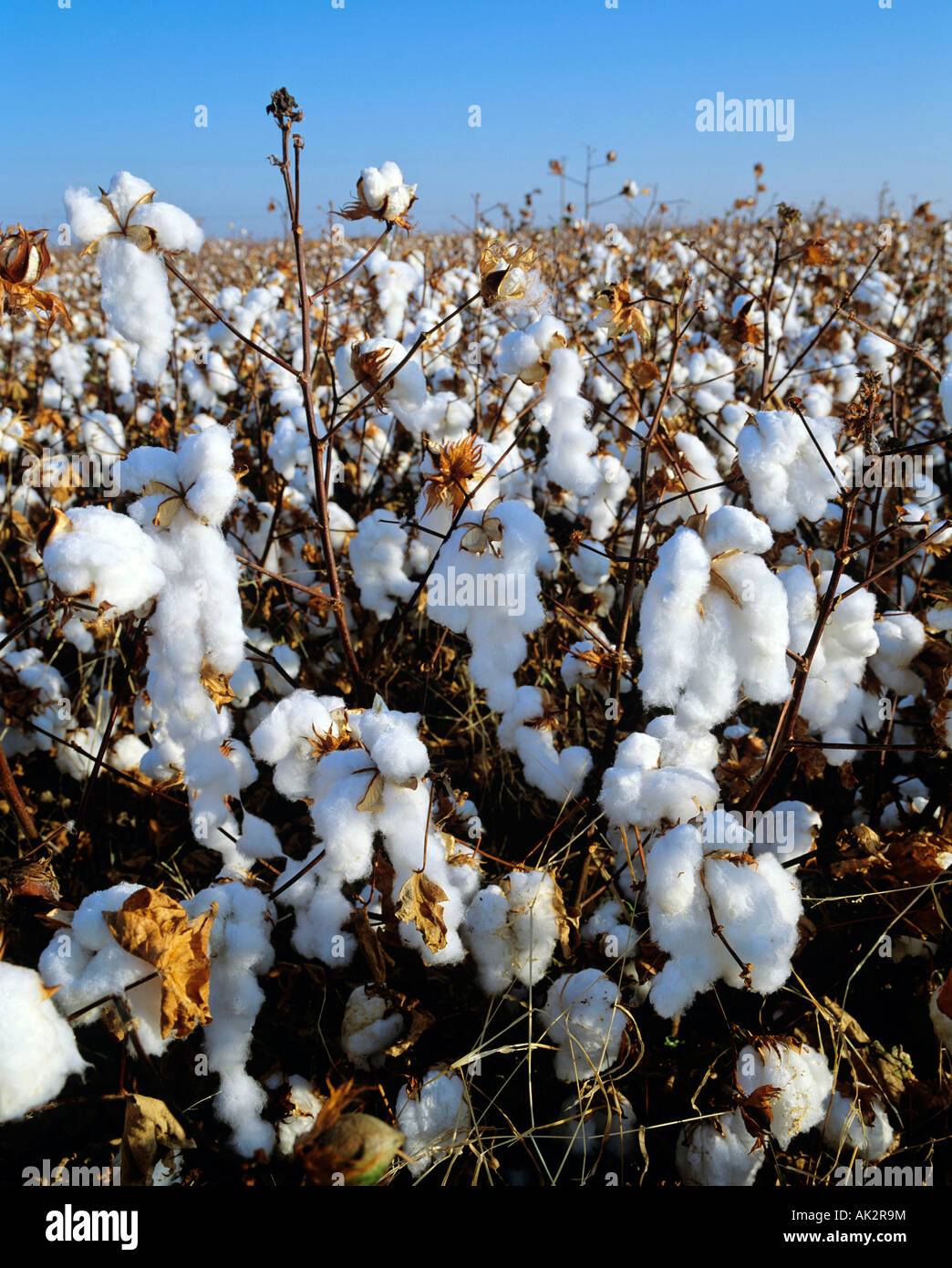 Cotton field hi-res stock photography and images - Alamy