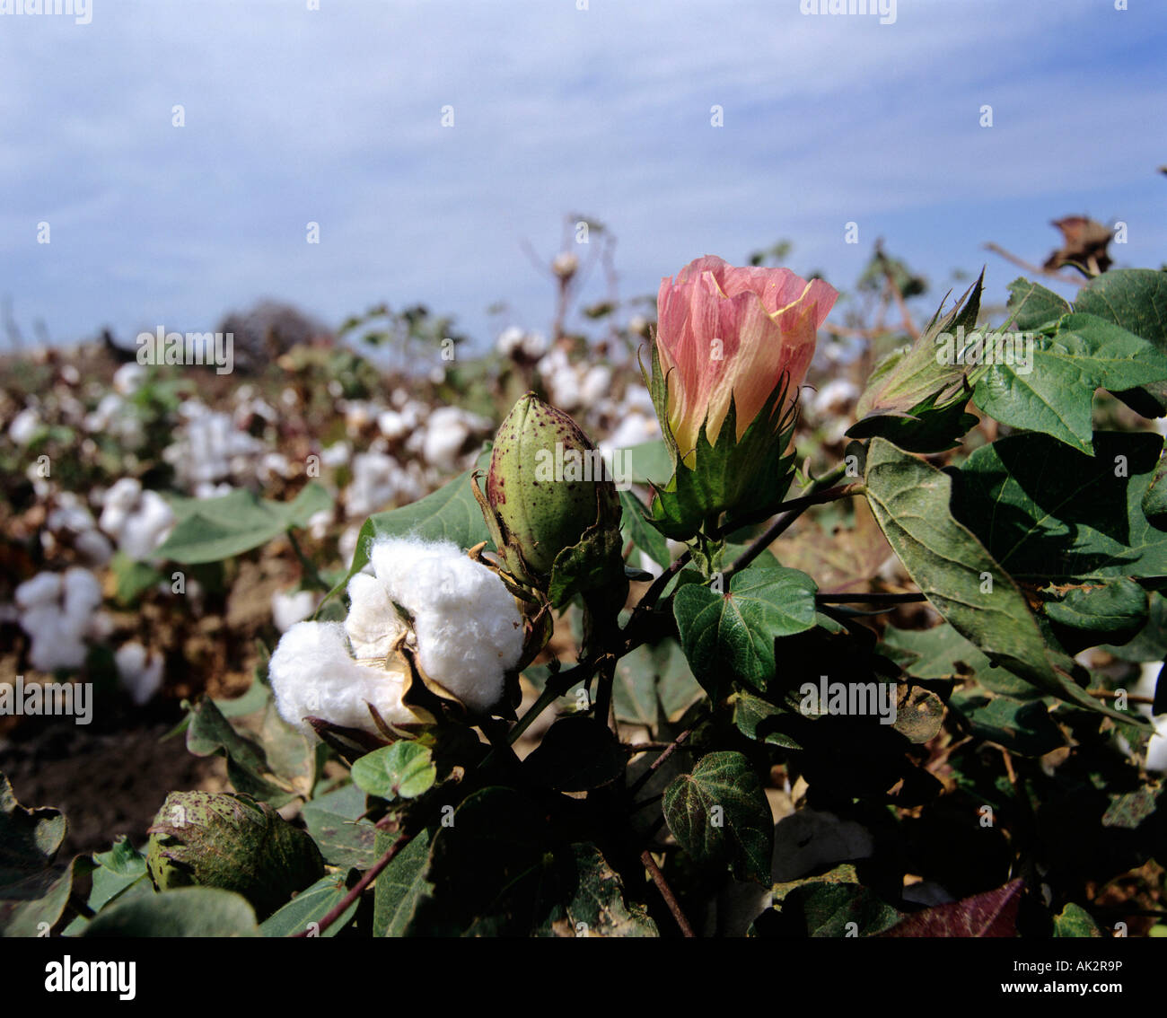 Cotton blossoms hi-res stock photography and images - Alamy