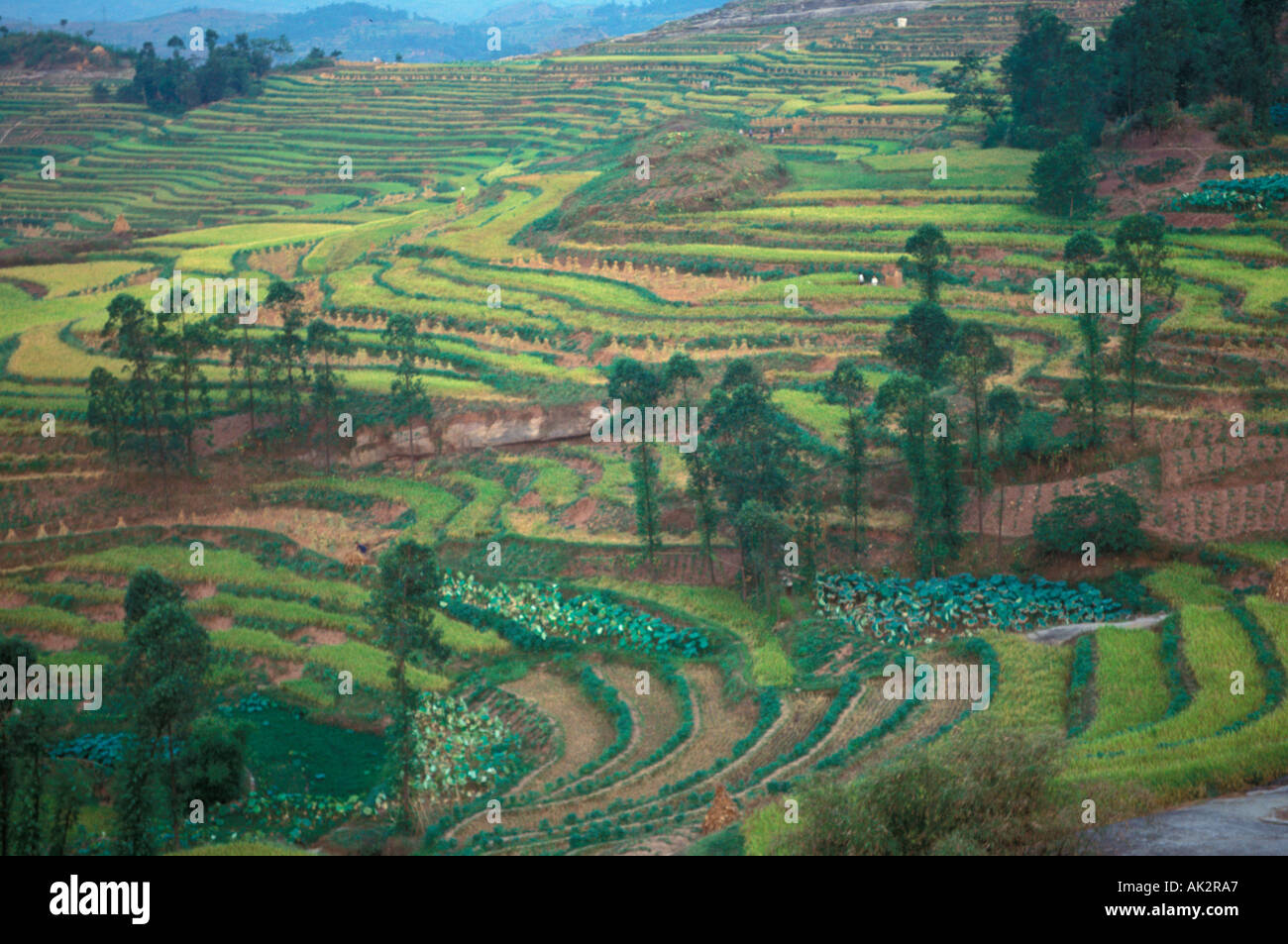 Stepped Agriculture Near Chongqing China Stock Photo - Alamy