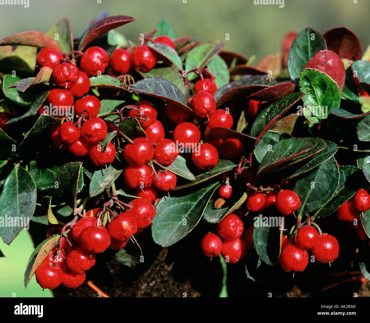 Creeping wintergreen hi-res stock photography and images - Alamy