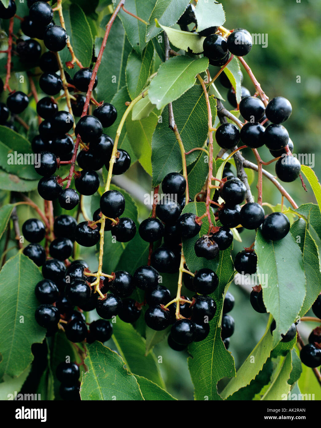 Bird cherry hi-res stock photography and images - Alamy
