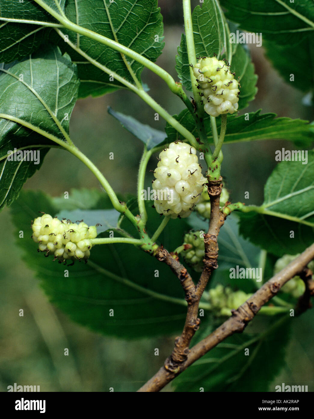 White Mulberry Tree Stock Photo - Alamy