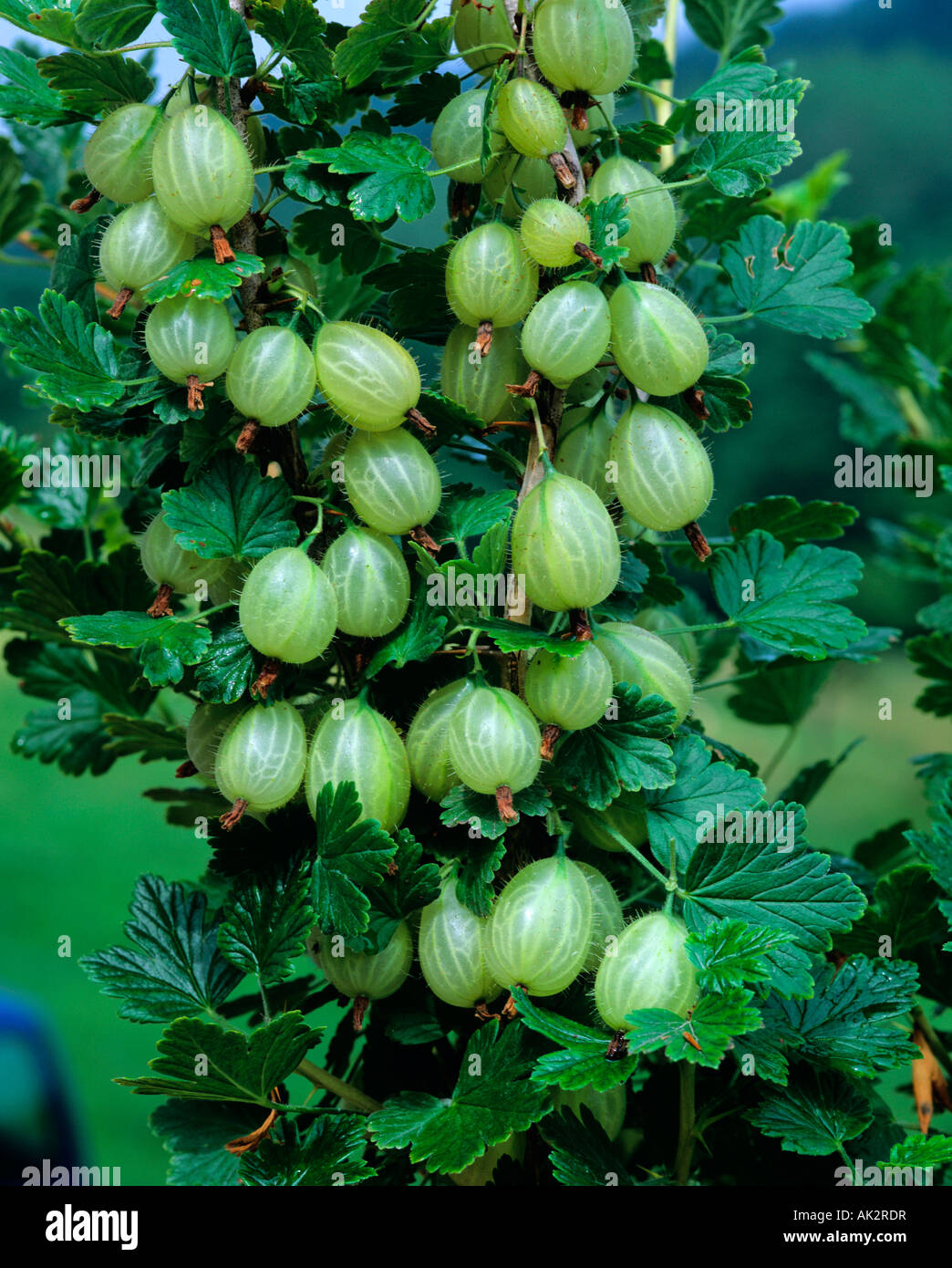 Grossulariaceae gooseberry plants hi-res stock photography and images ...
