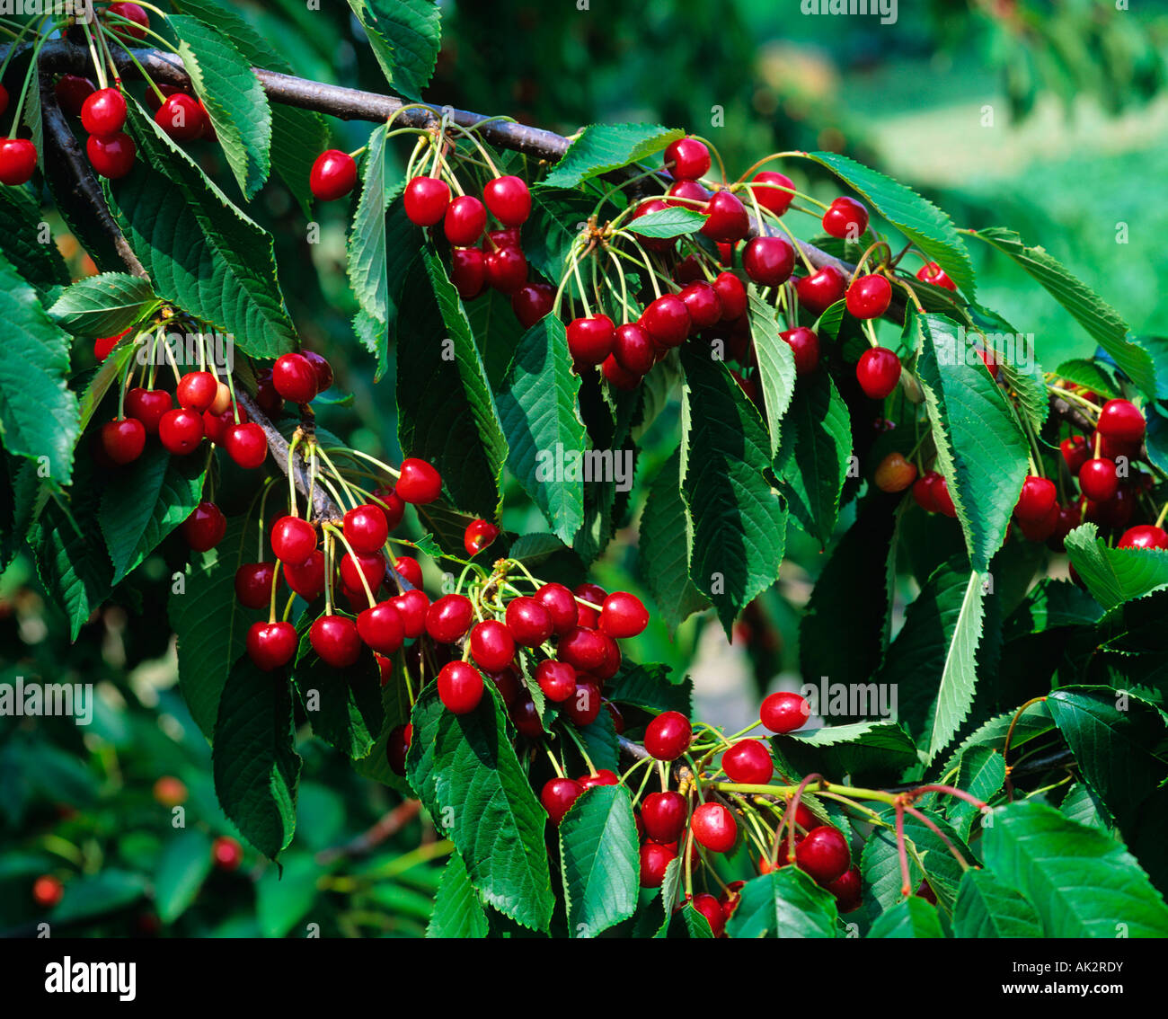 Morello cherry hi-res stock photography and images - Alamy