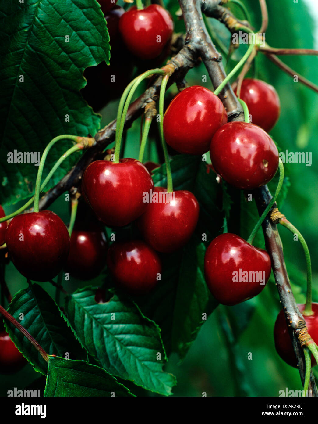 Morello cherry hi-res stock photography and images - Alamy