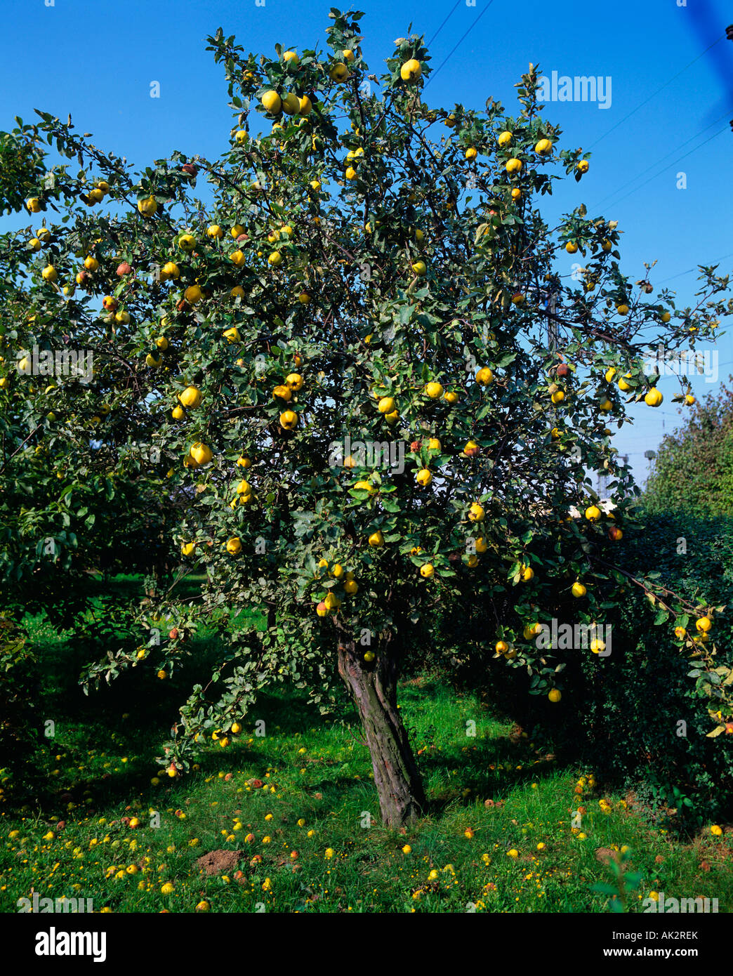 Quince trees hi-res stock photography and images - Alamy