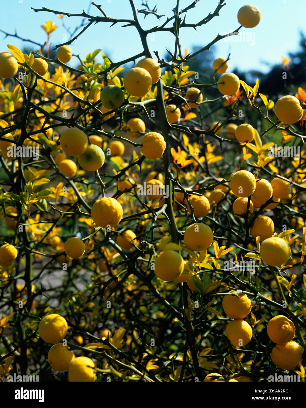 Japanese bitter orange hi-res stock photography and images - Alamy