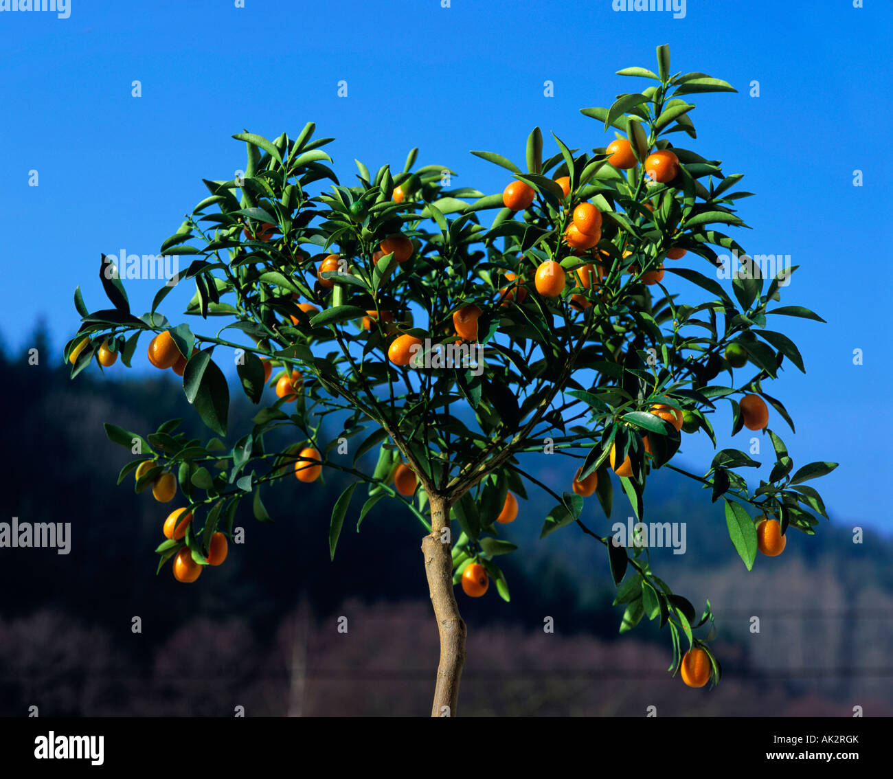 Swingle hi-res stock photography and images - Alamy