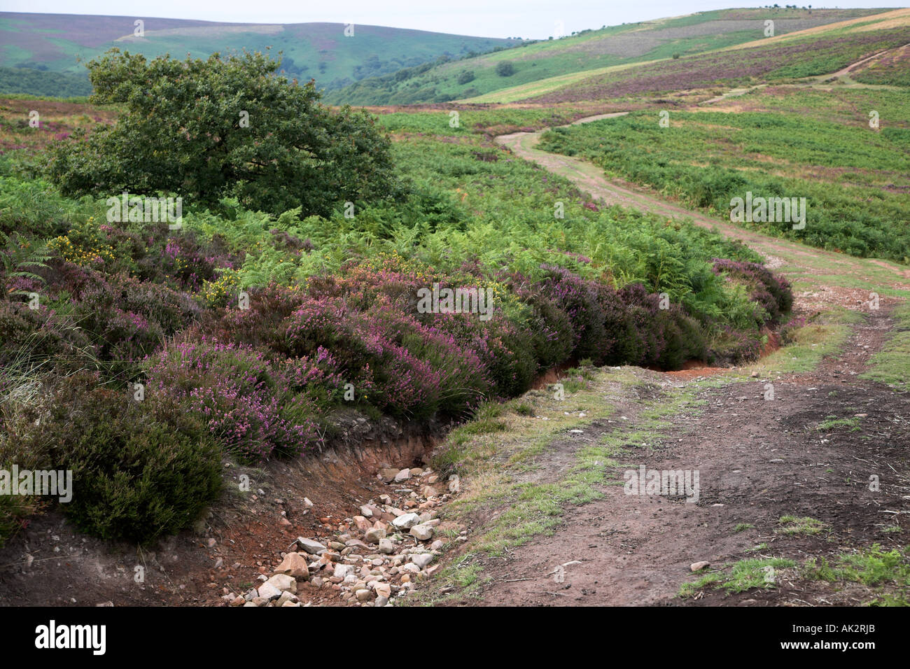 Footpath quantock hills somerset england hi-res stock photography and ...
