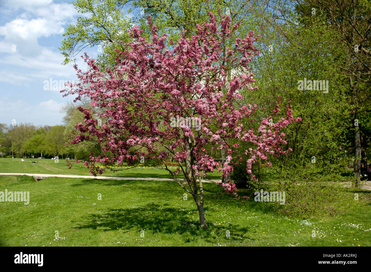 Single crabapple tree hi-res stock photography and images - Alamy