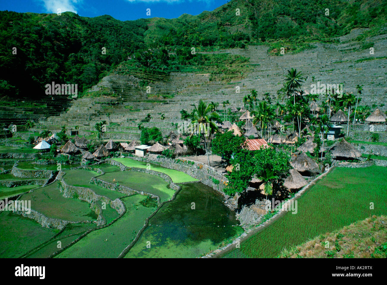 Rice terraces, Batad Stock Photo - Alamy