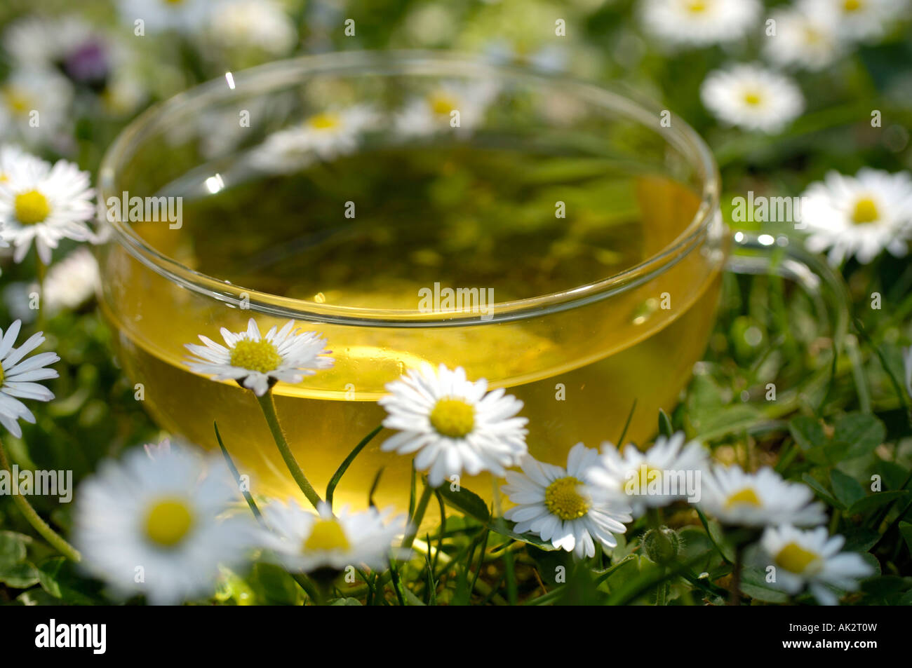 English Daisy Tea Stock Photo - Alamy